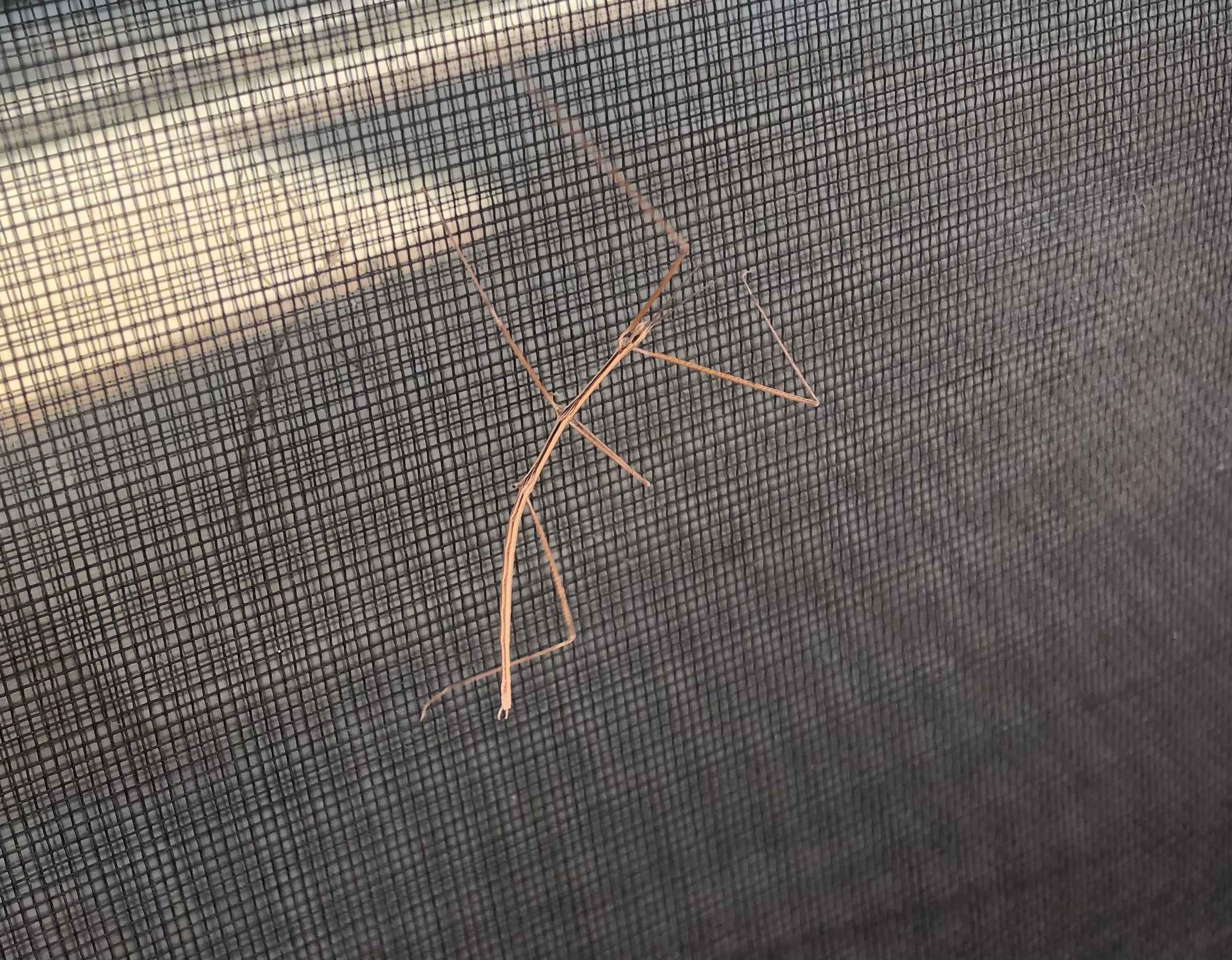The stick insect! – Neo Vision College